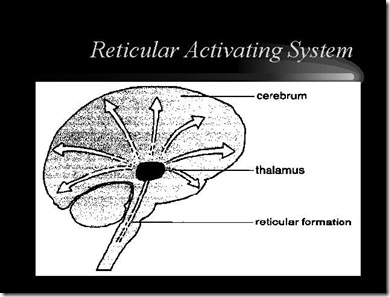 Reticular Activating System | Young Adult Crisis Hotline's Weblog